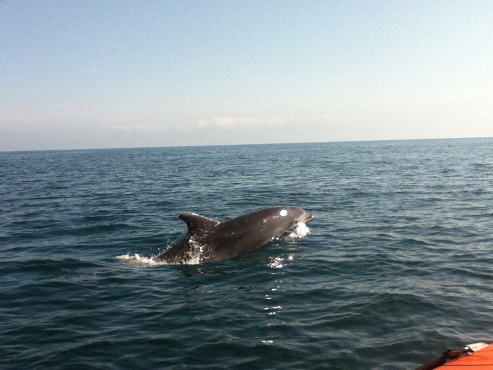 Common Bottlenose Dolphin on May 27, 2015 at 09:43 AM by matilda ...