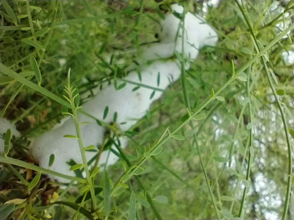 Cephisus siccifolius from Magdalena, Provincia de Buenos Aires ...