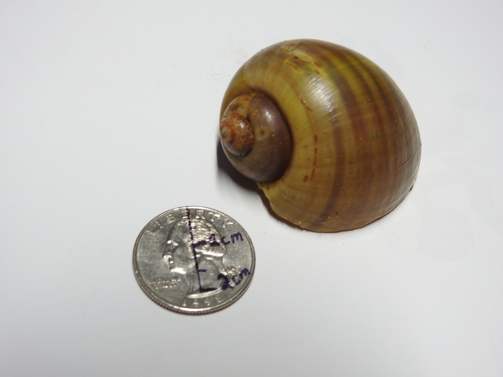 Florida Apple Snail from Casselberry, FL, USA on April 1, 2000 at 04:36 ...