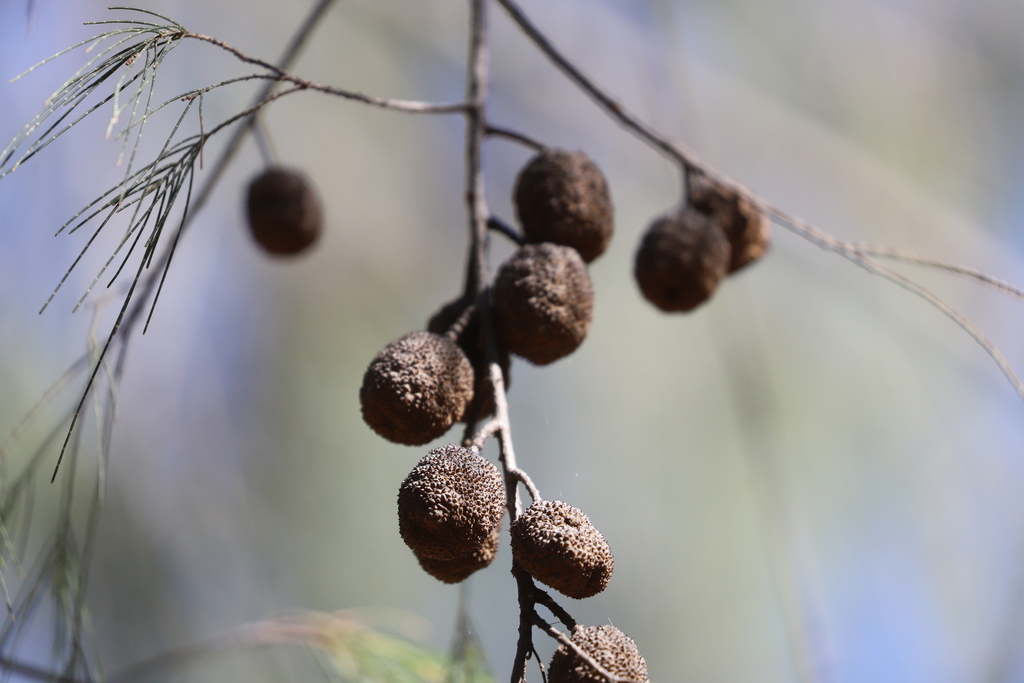 Forest sheoak from Blackdown QLD 4702, Australia on July 24, 2022 at 09 ...