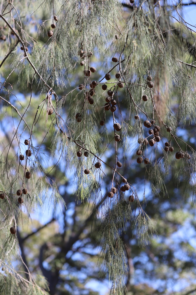 Forest sheoak (Flora on K'gari) · iNaturalist