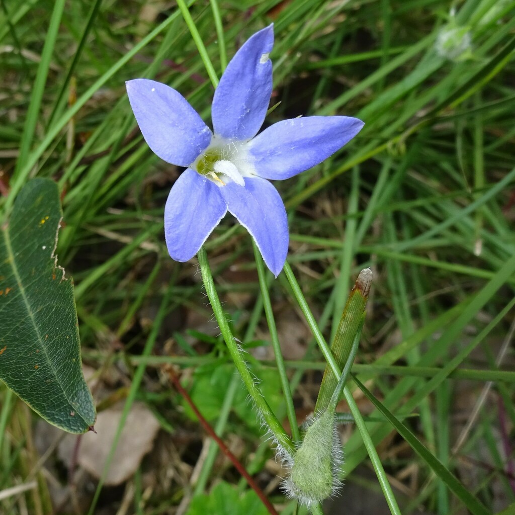 Australian bluebell from Chiltern VIC 3683, Australia on November 05 ...