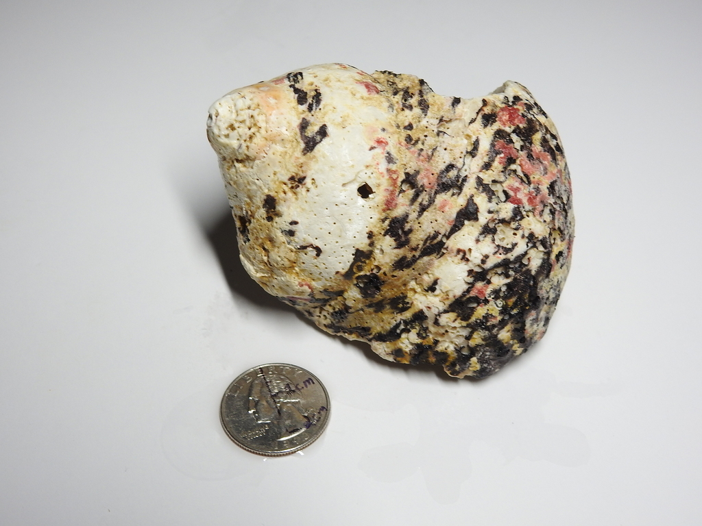 West Indian Top Shell from Old Fort Bay, Nassau, The Bahamas on March 1 ...