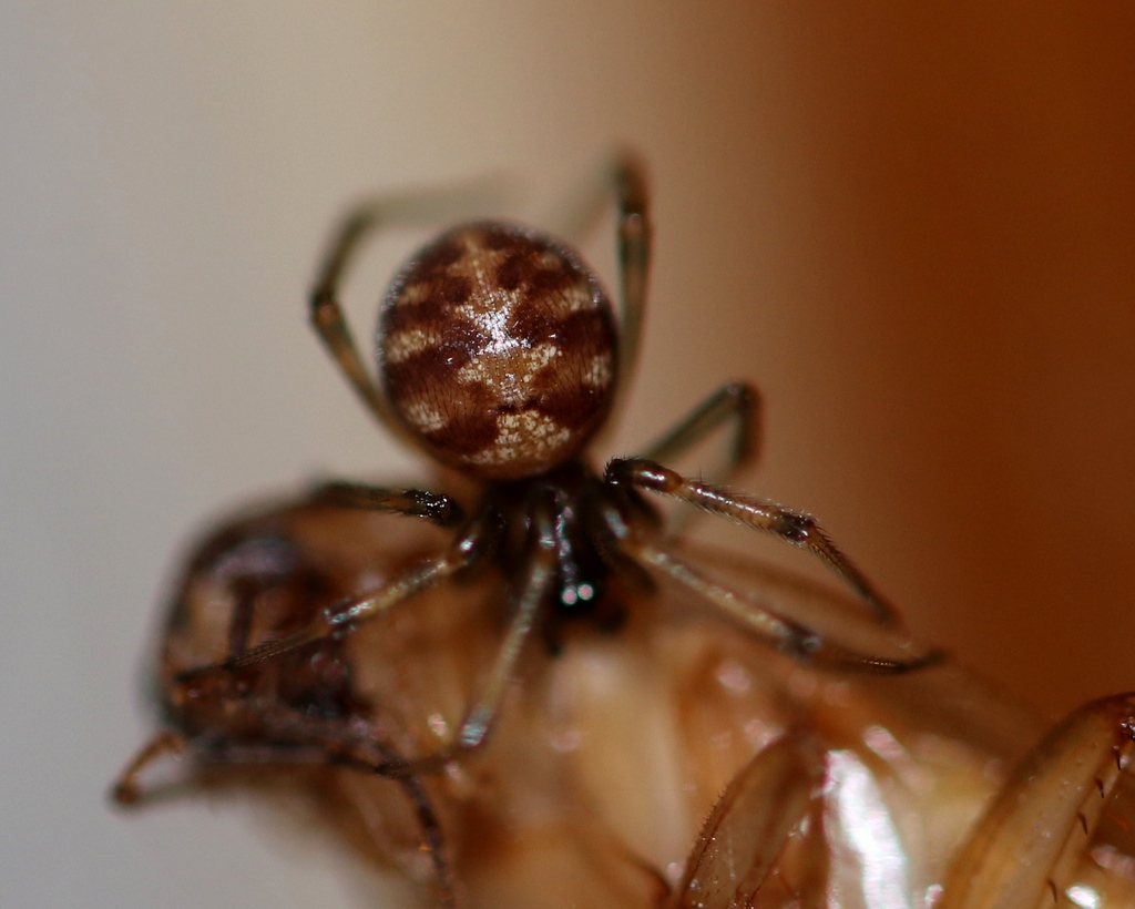 Triangulate Combfoot from Bastrop, Texas, United States on August 11 ...