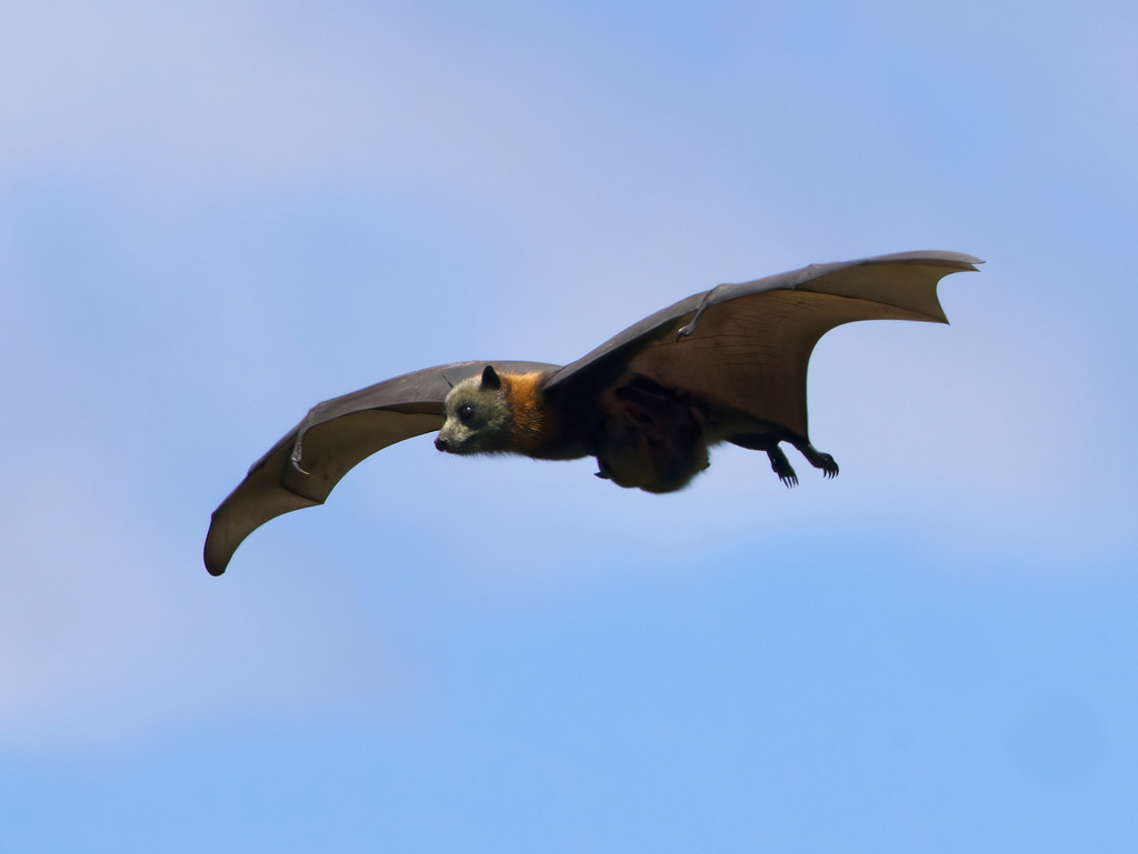 Grey-headed Flying-fox in November 2022 by John Bromilow · iNaturalist