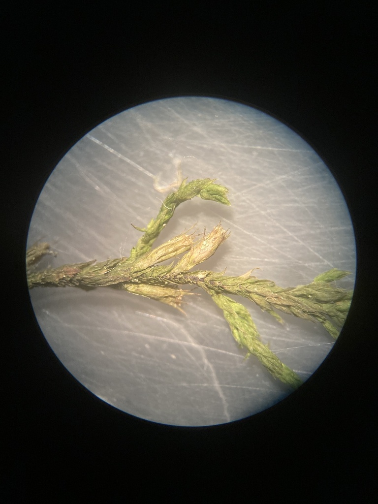 Lateral Cryphaea (Cryphaea heteromalla) - Botanical Realm