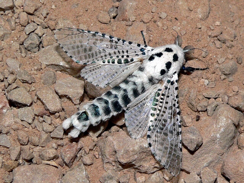 Leopard Moth (Invertebrates of Storrs (CT)) · iNaturalist