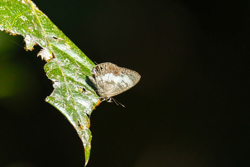 Transparent 6-line Blue from Glen Allyn QLD 4885, Australia on October ...