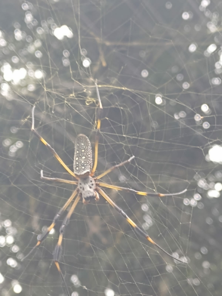 Golden Silk Spider from Orizaba on November 20, 2022 at 01:52 PM by ...