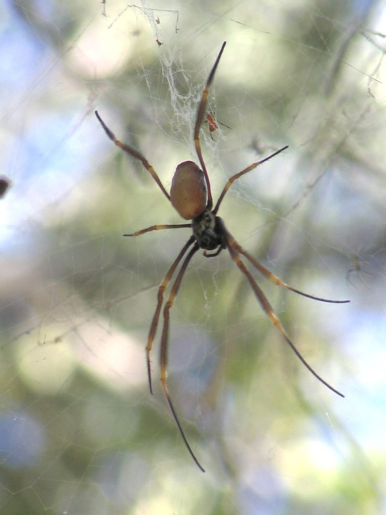 Tiger Spider from Deepwater QLD 4674, Australia on August 12, 2004 at ...