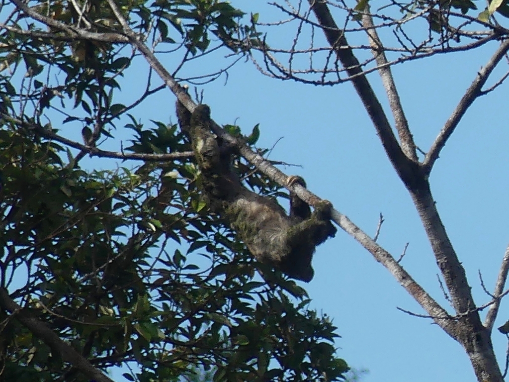 Brown-throated Three-toed Sloth from Santa Barbara, Narino, Colombia on ...