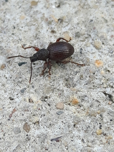 Strawberry Root Weevil (Seen near SUNY-ESF) · iNaturalist
