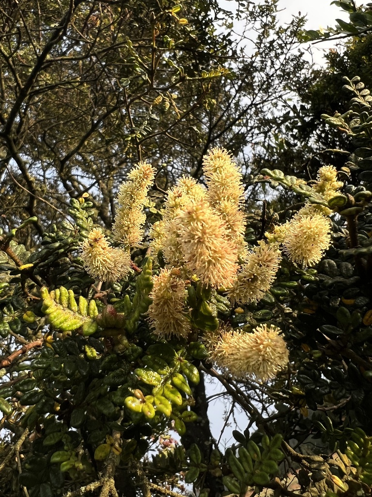 Weinmannia tomentosa from Vía Alto el Tablazo, Supatá, Cundinamarca, CO ...