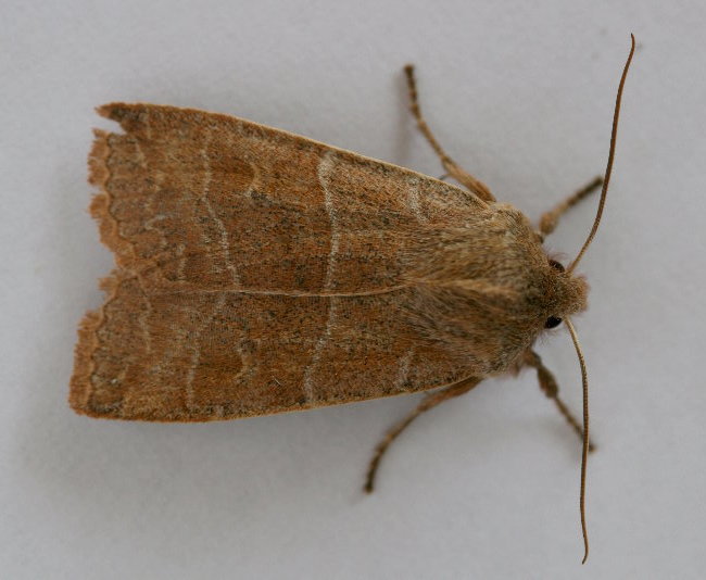 Morrison's Sallow (Pennsylvania Moths) · iNaturalist