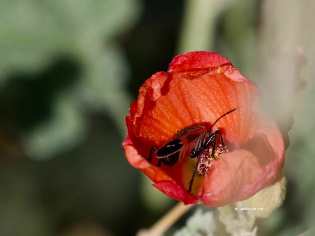Southern Small Milkweed Bug from Maricopa, Arizona, United States on ...