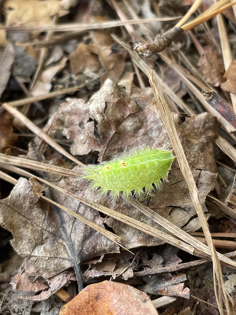 Crowned Slug Moth from William B. Umstead State Park, Raleigh, NC, US ...