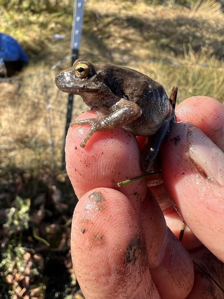 Baja California Tree Frog from Spring Mountain Ranch State Park, Blue ...