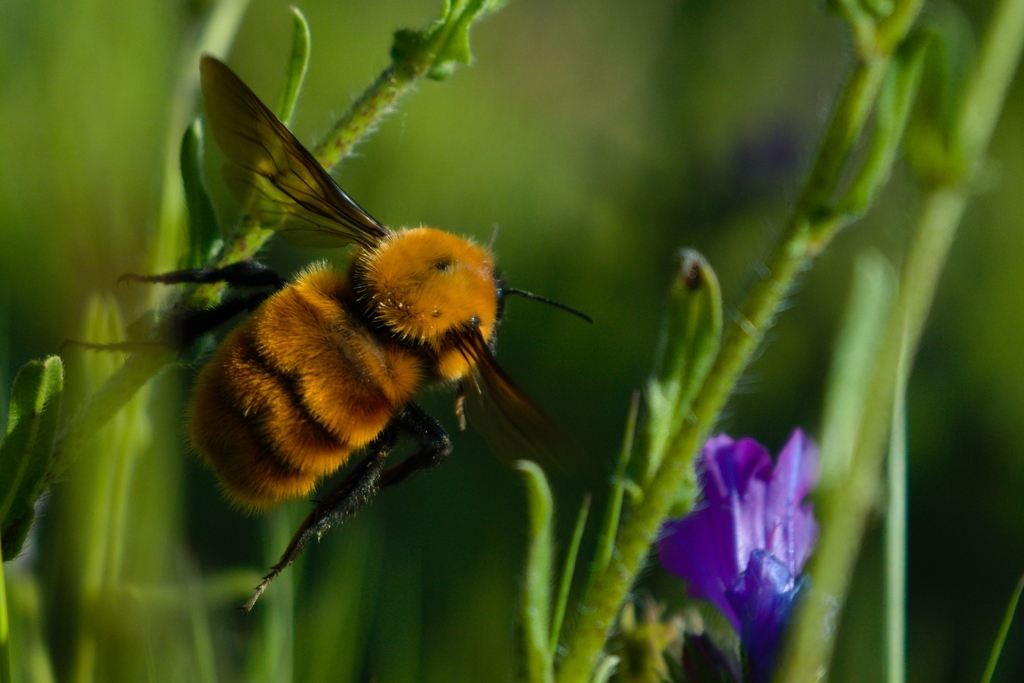 Giant Bumble Bee in November 2022 by Luis Romero Baeza. · iNaturalist