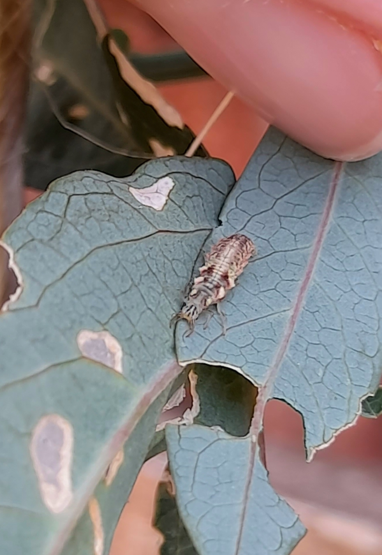 Chrysoperla externa (Hagen, 1861)