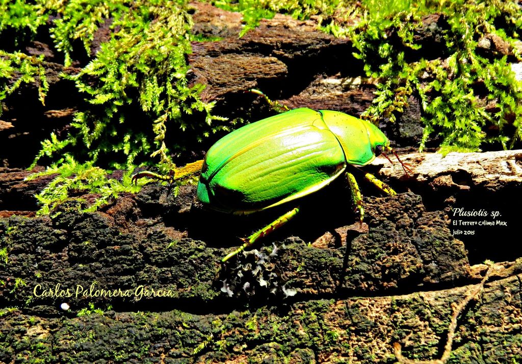 Chrysina colima from El Terrero, Colima Mexico on July 26, 2015 at 01: ...