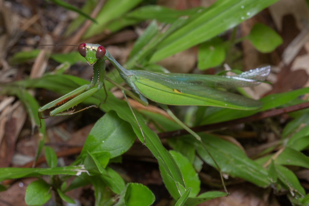 Camelomantis penangica from 31600, Perak, Malaysia on November 12, 2022 ...