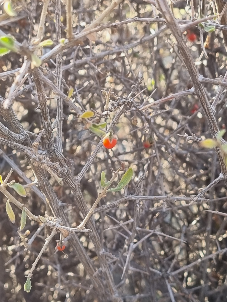 Lycium chilense from Outlife Parque RKF Manquehue - Acceso Cerro ...