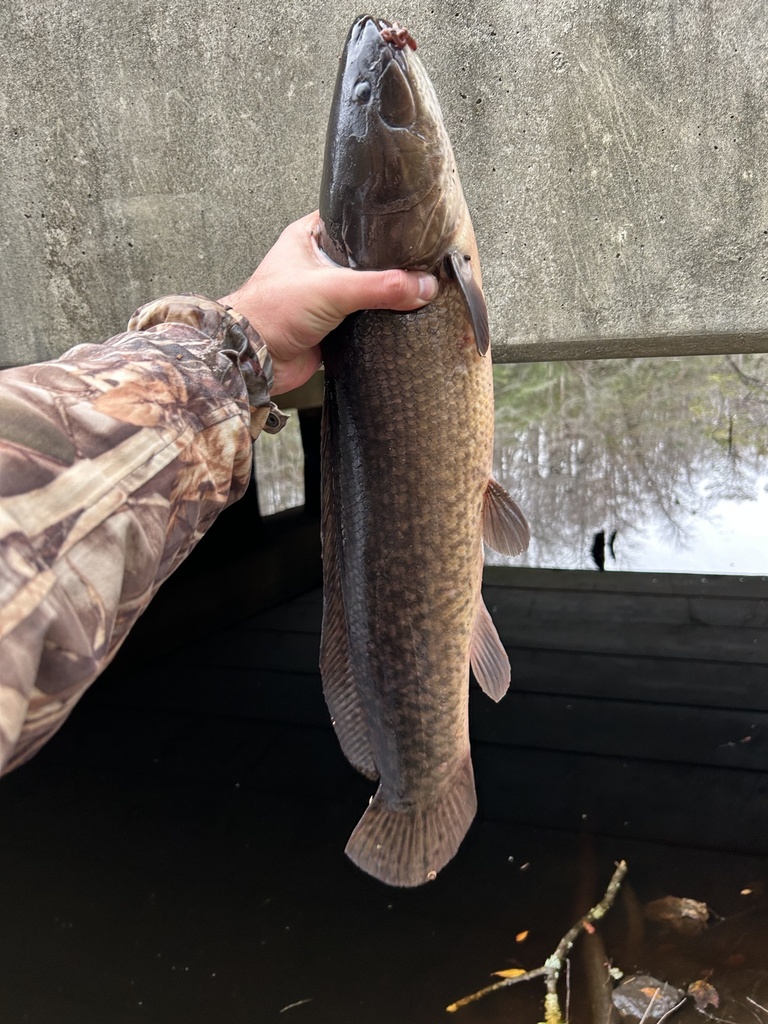 Ruddy Bowfin from Juniper Creek, Ash, NC, US on November 20, 2022 at 04 ...