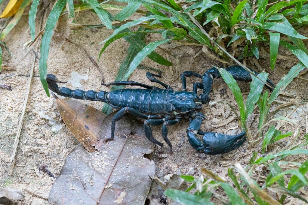 Heterometrus silenus from Svay Leu, Cambodge on November 03, 2022 at 07 ...