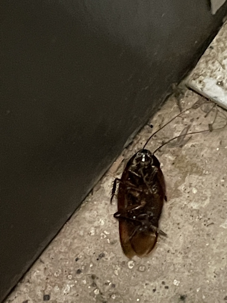 Smoky Brown Cockroach from 130 Creelman St #150, Mississippi State, MS ...