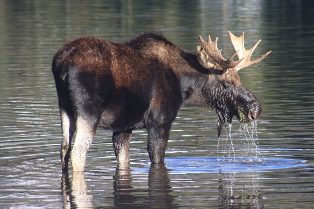 Moose from Maroon Bells, Colorado 81611, EUA on July 7, 2013 by Ana ...