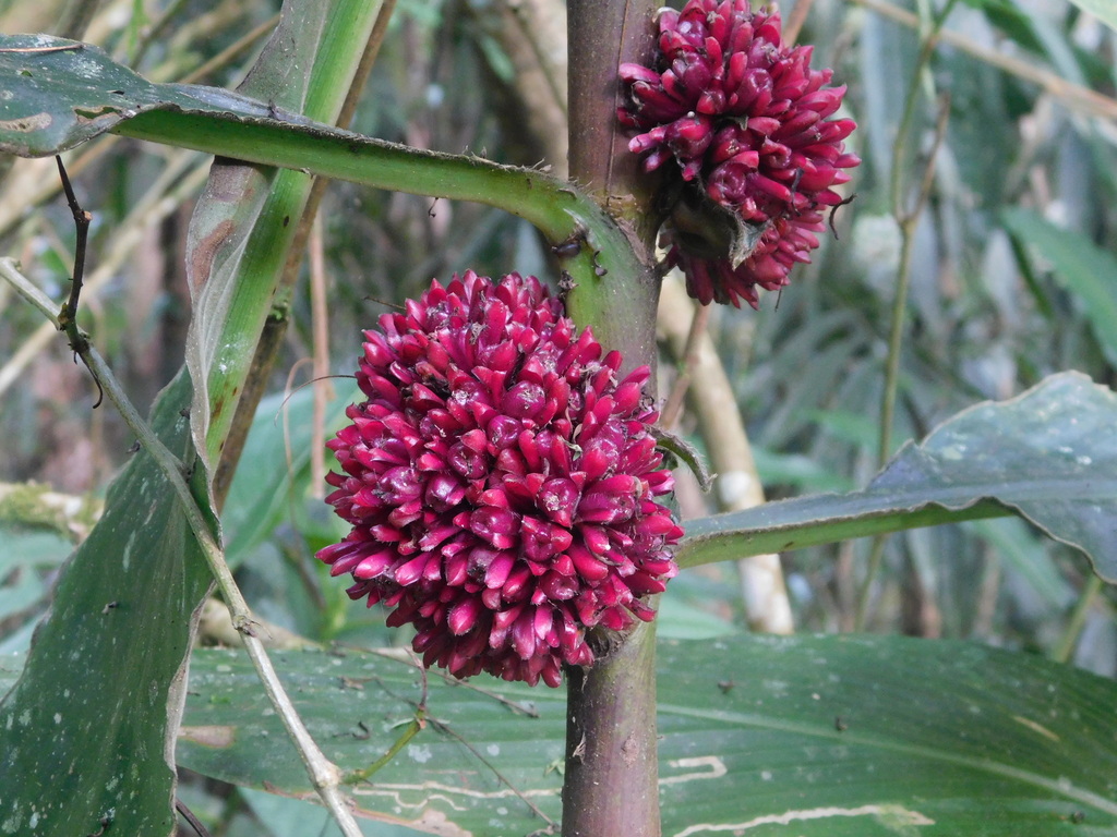 Amischotolype from Pasirtamiang, Ciamis Regency, West Java, Indonesia ...