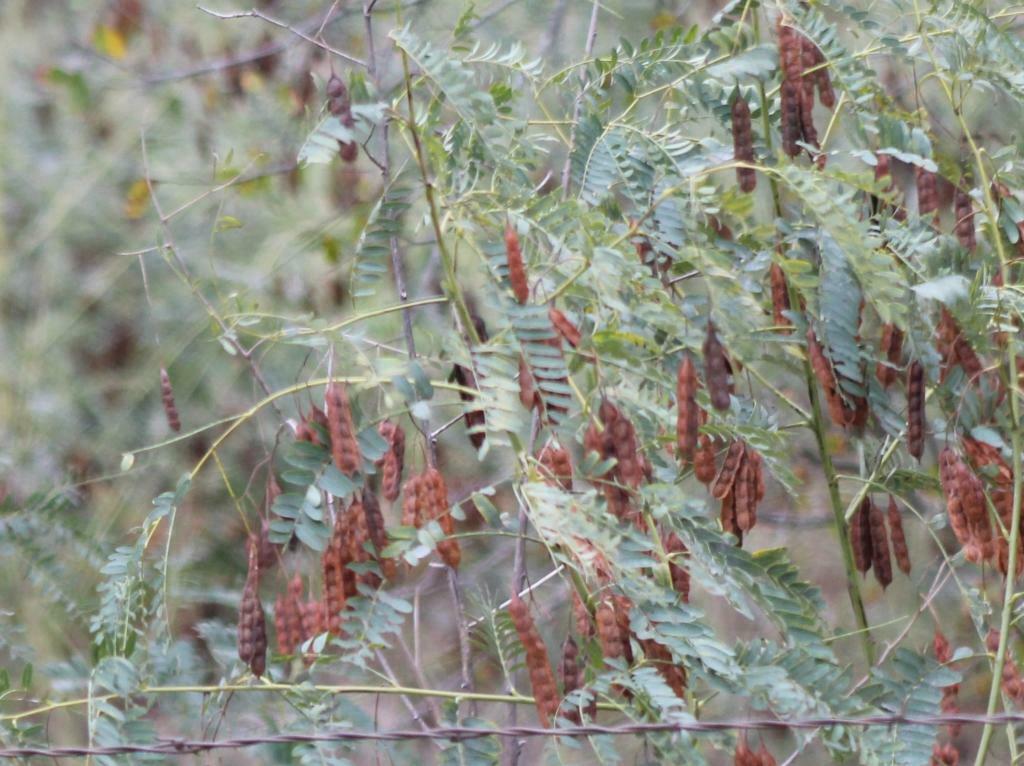 Rattlebush from Williamson County, TX, USA on November 20, 2022 at 04: ...