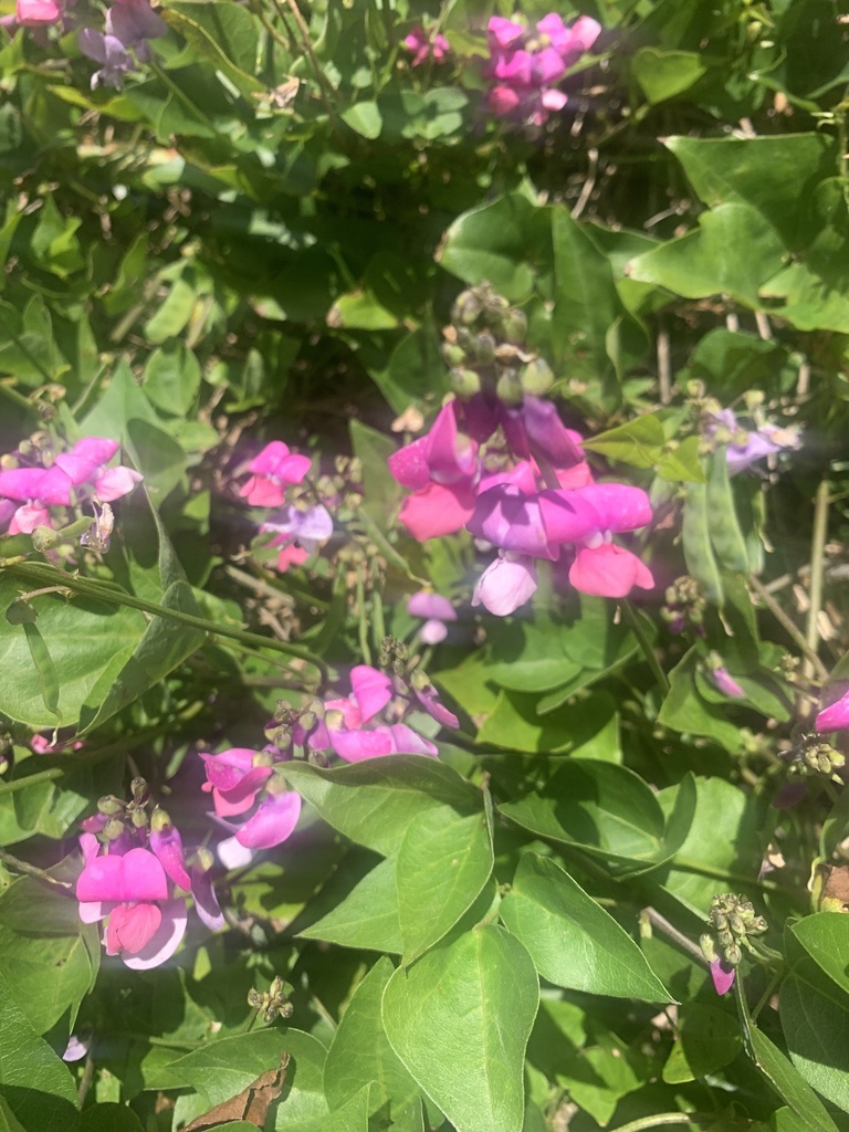 Okie bean from Bar Rock Rd, Narooma, NSW, AU on November 21, 2022 at 09 ...