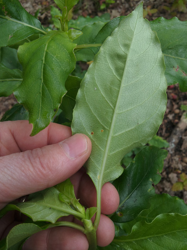 Híbrido Coprosma acutifolia × Coprosma macrocarpa minor · iNaturalist ...
