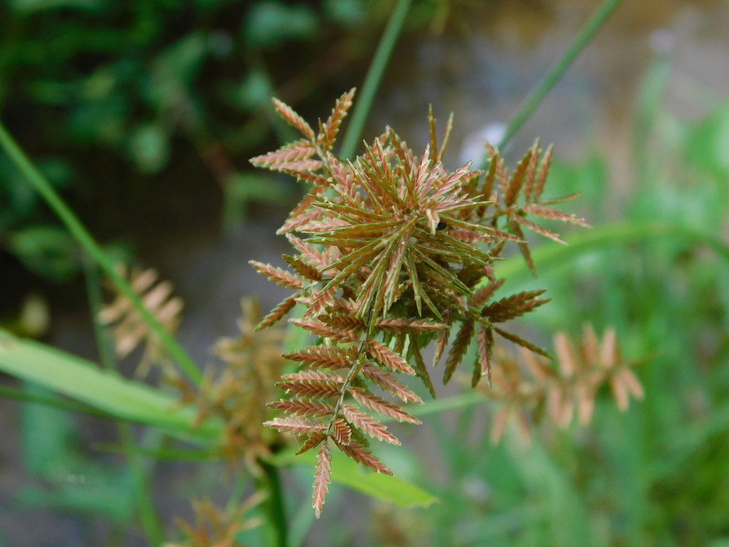Cyperus pilosus from Jatinangor, Sumedang Regency, West Java, Indonesia ...