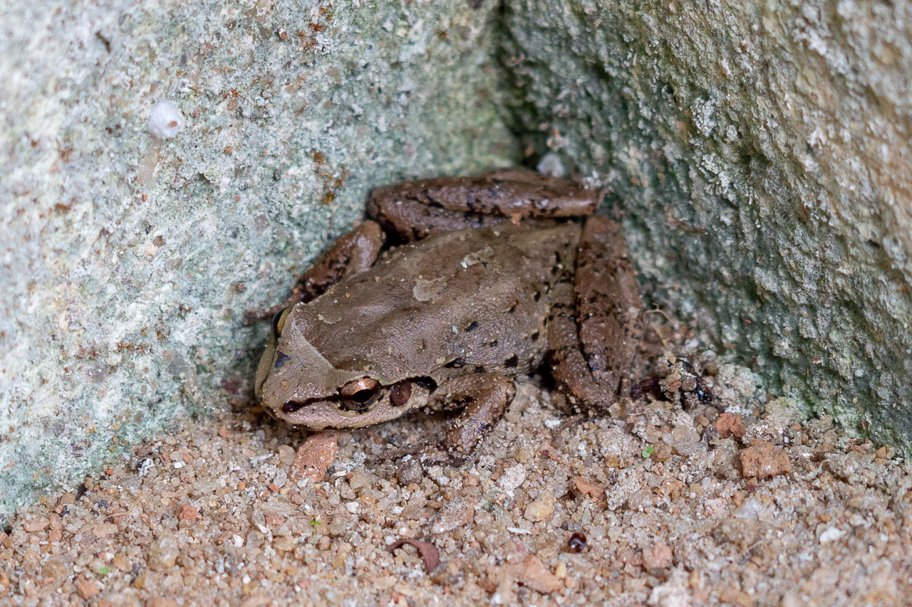 Thoropa miliaris (Spix, 1824)