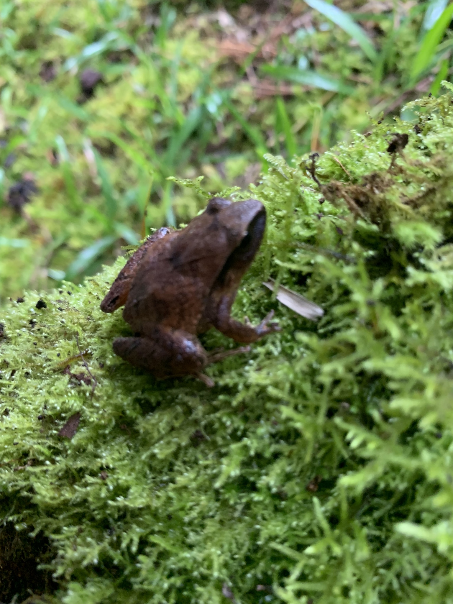 Craugastor podiciferus (Cope, 1875)