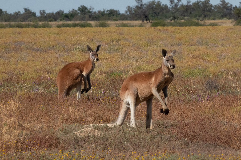 Red Kangaroo from Jundah QLD 4736, Australia on August 10, 2022 at 09: ...