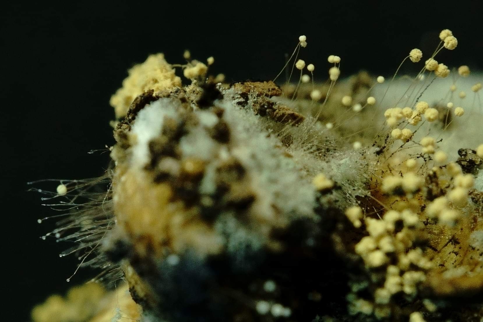 Aspergillus P.Micheli, 1729