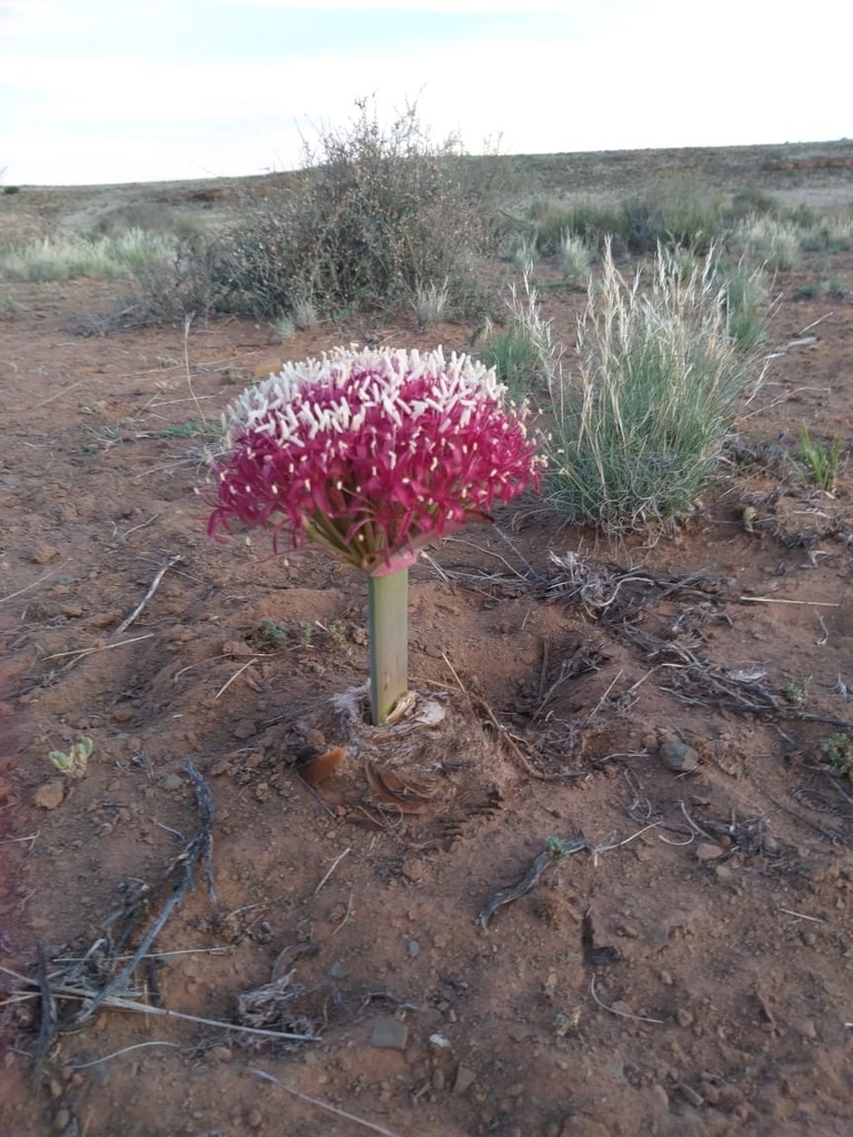 Poison-bulb from Cederberg Rural, Citrusdal, WC, ZA on November 21 ...