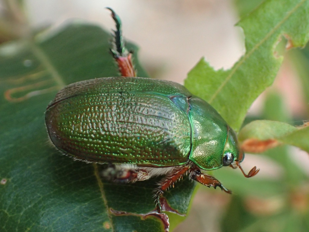 Anoplognathus multiseriatus from Rainbow Beach QLD 4581, Australia on ...