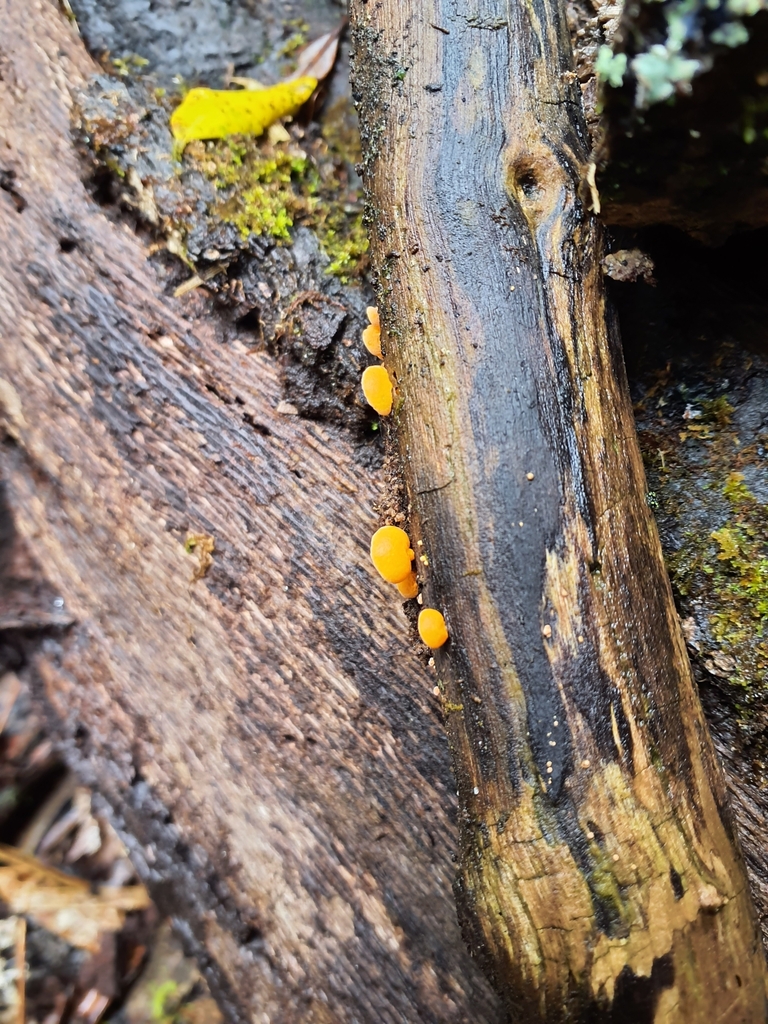 orange pore fungus from Otawa Scenic Reserve, NZ-BP-WB, NZ-BP, NZ on ...