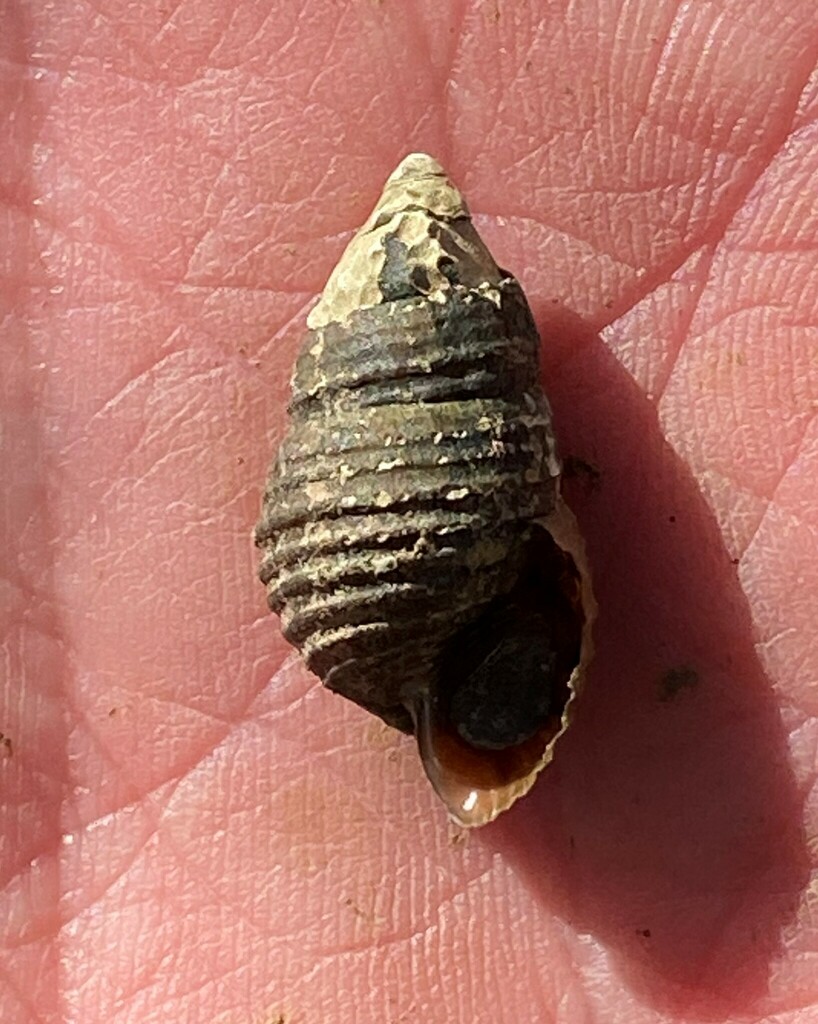 Rippled Elimia from Choccolocco Creek, Schmidts Mill, Talladega County, AL, USA on October 18 ...