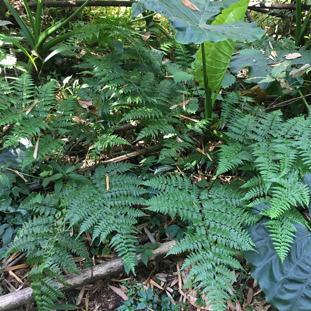 Rhachidosorus pulcher in November 2022 by 洪阿愷 · iNaturalist