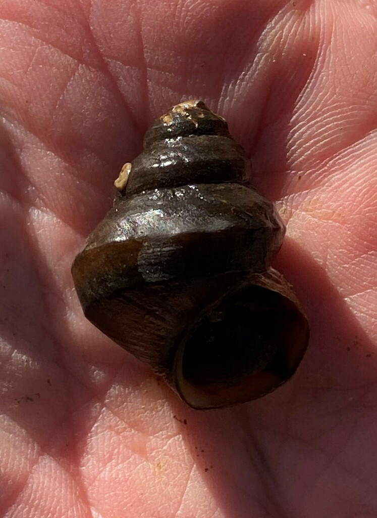 Tulotoma from Choccolocco Creek, Schmidts Mill, Talladega County, AL ...