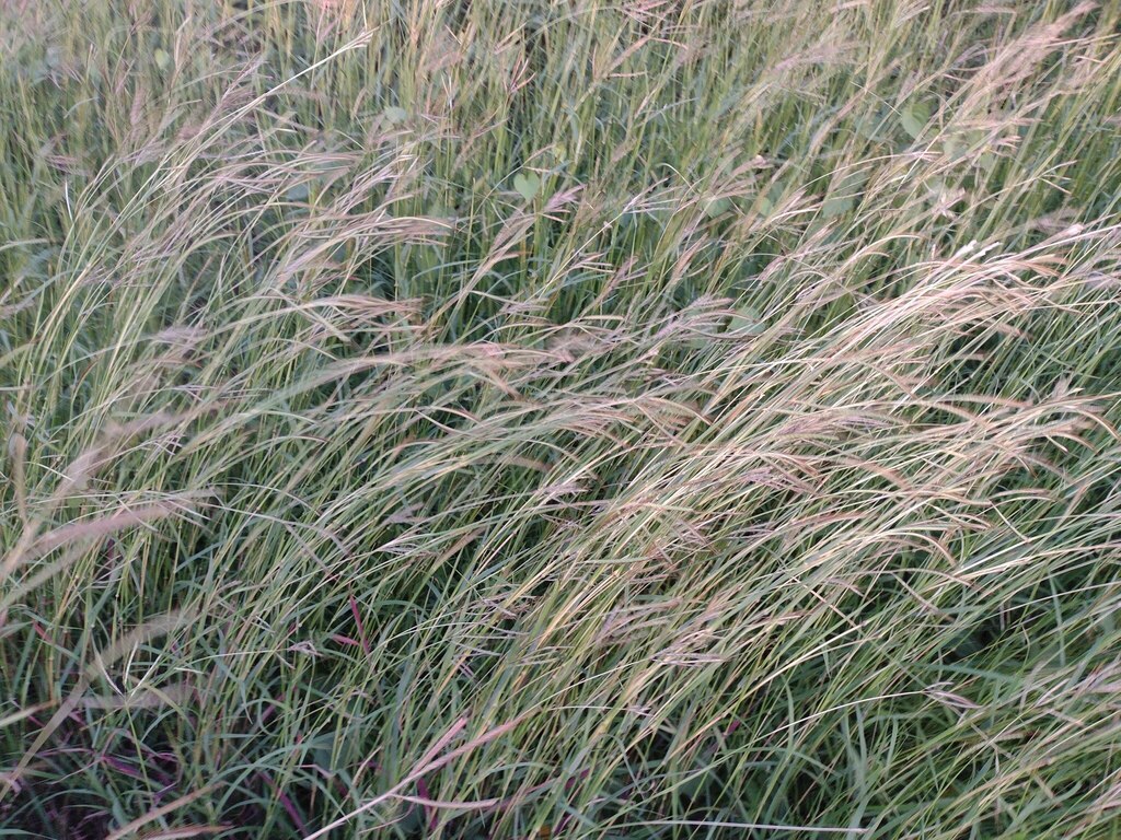 Angleton Bluestem from Honolulu, Hawaii, United States on November 20 ...