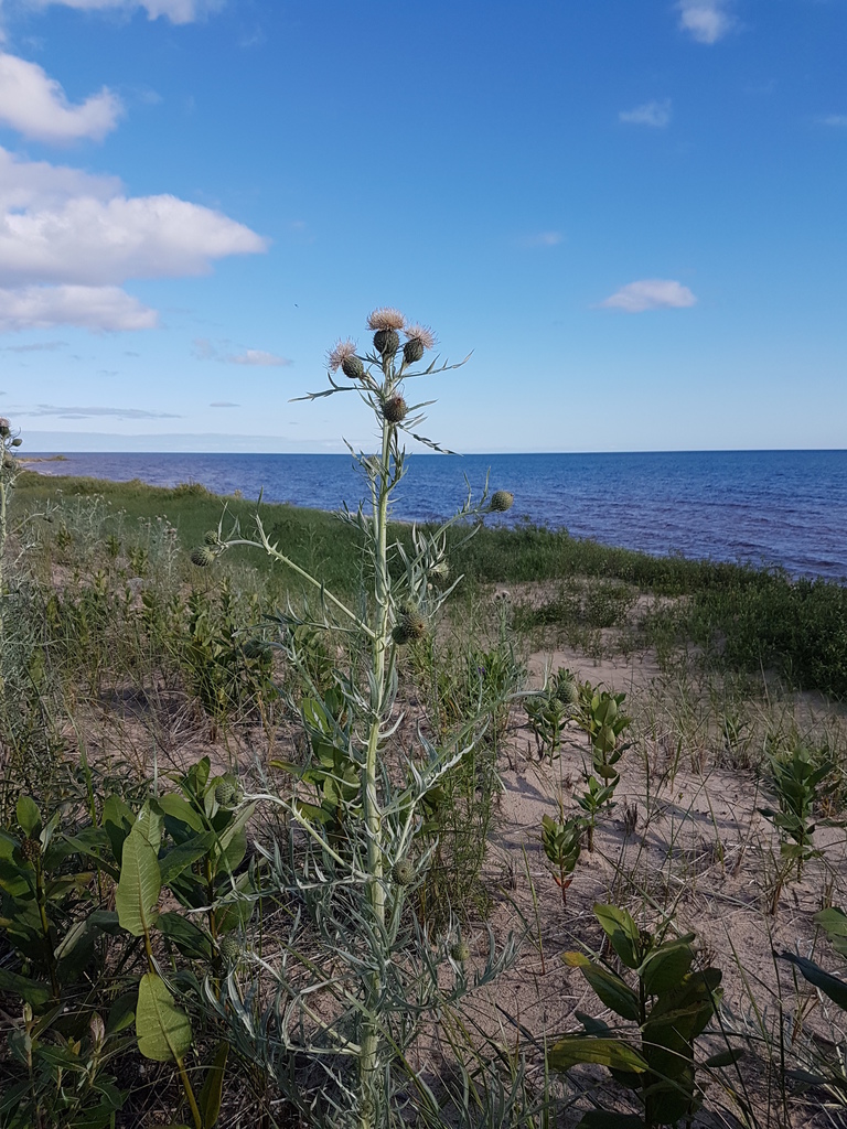 Pitcher's thistle in July 2017 by Rob Routledge · iNaturalist