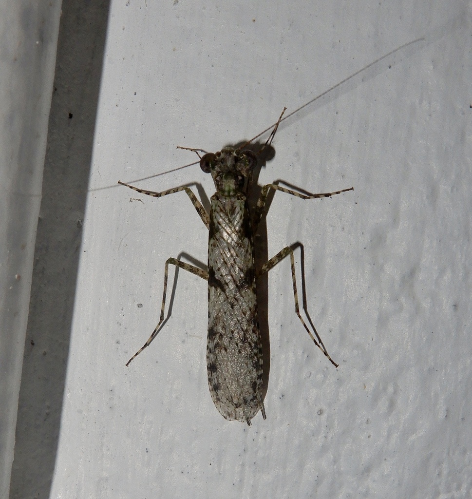 Amorphoscelis from Udumbanchola, Idukki, KL, IN on November 20, 2022 at ...