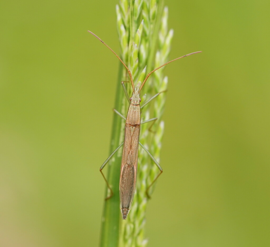 Long Broad-headed Bug from Monbulk VIC 3793, Australia on November 20 ...