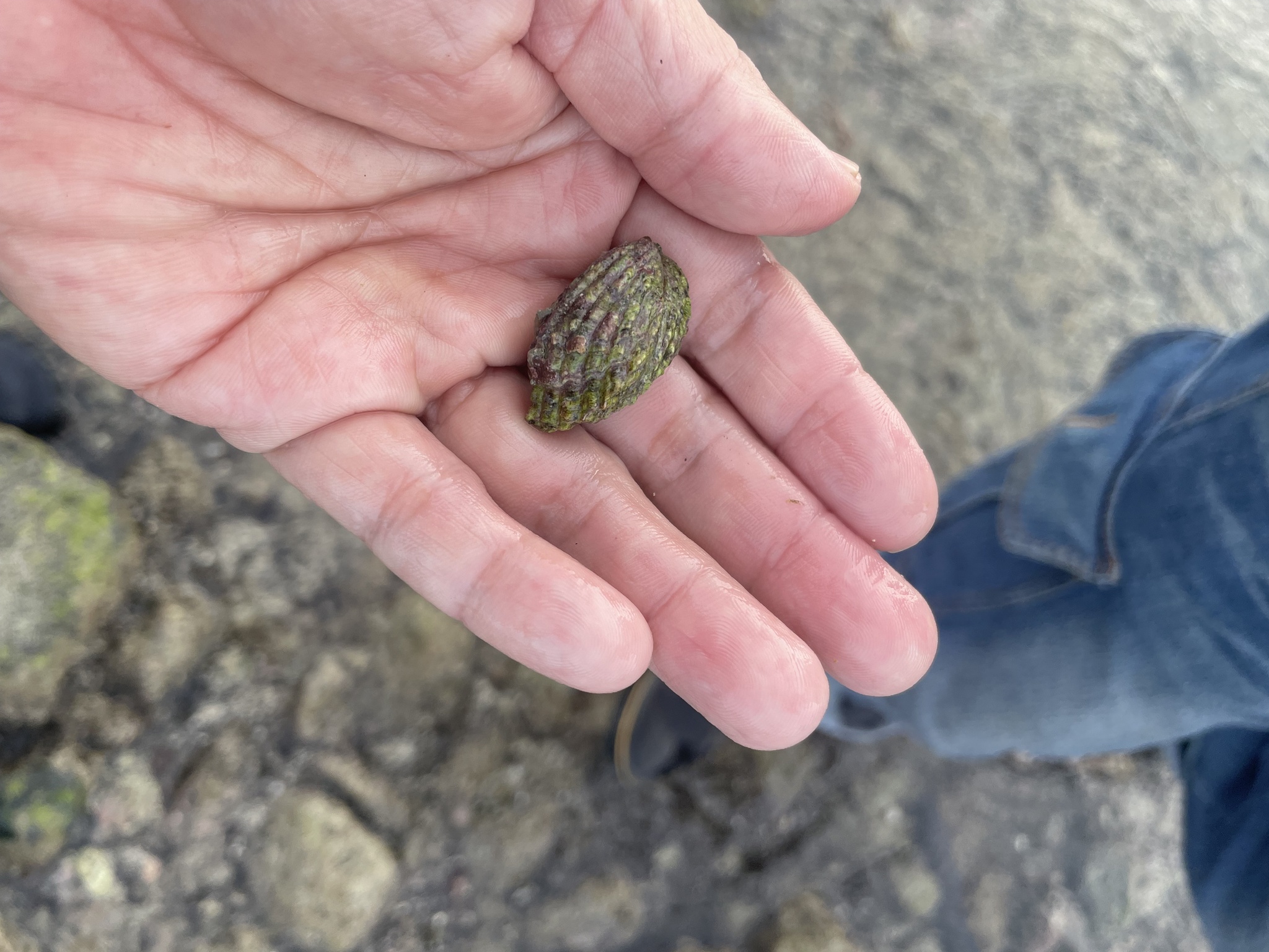 Cardita variegata Bruguière, 1792